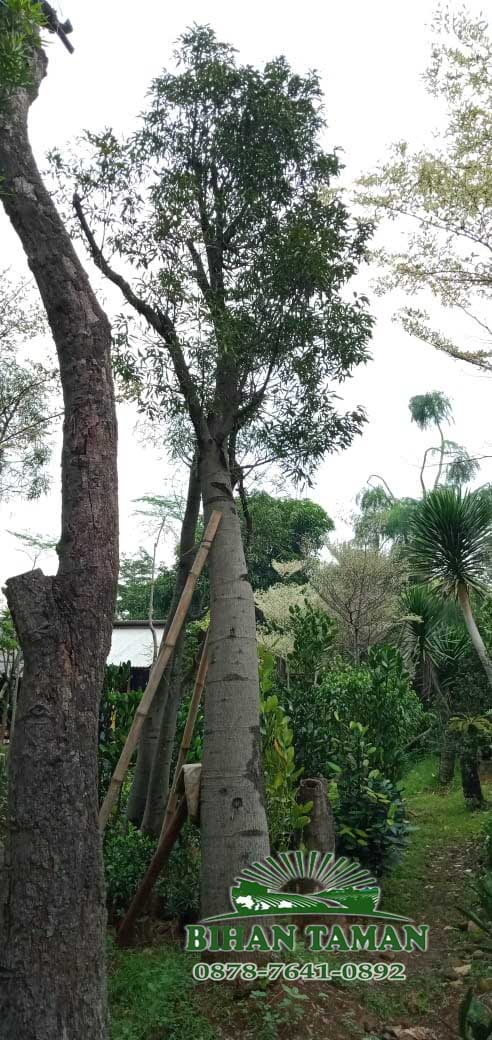 Jual Pohon Botol Tree - Harga Botol Tree 2020 » Bihan Taman