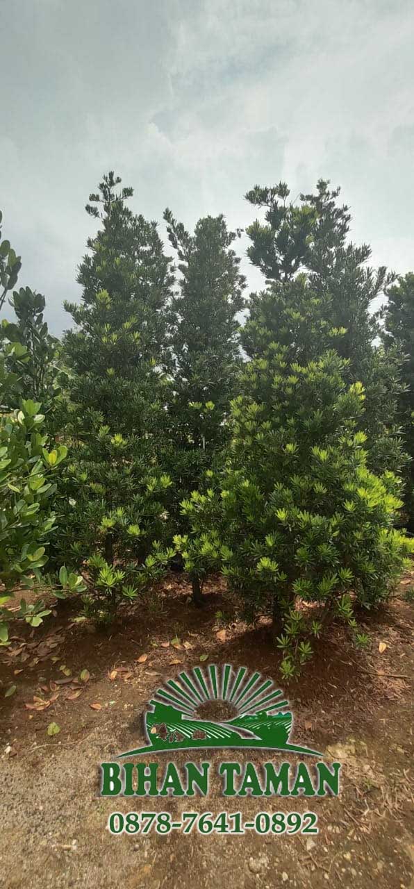 Jual Pohon Laohansung – Harga Laohansung 2020 » Bihan Taman