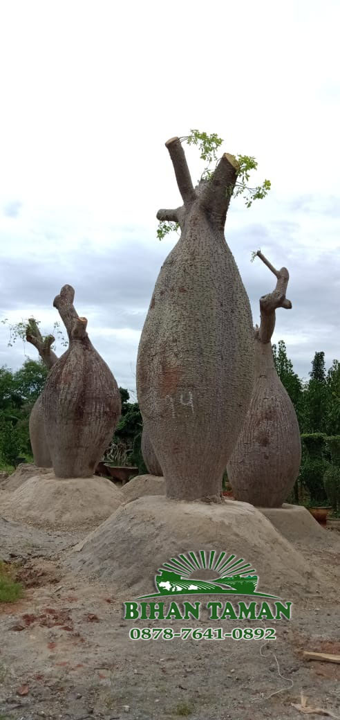 Jual Pohon Botol Tree - Harga Botol Tree 2020 » Bihan Taman