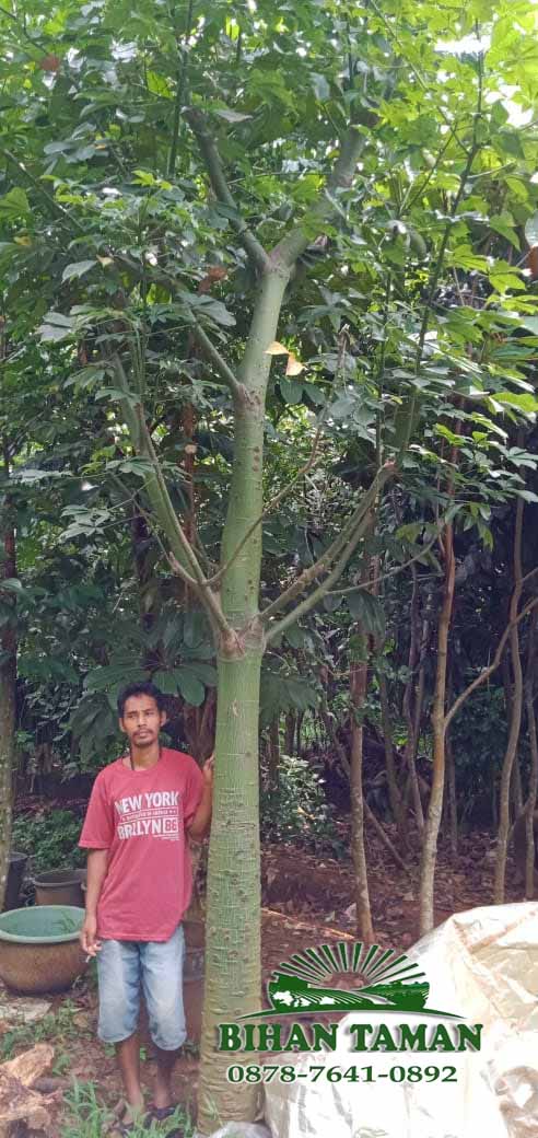 Jual Pohon Botol Tree - Harga Botol Tree 2020 » Bihan Taman