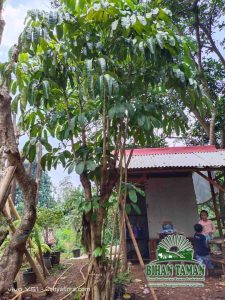 Jual Pohon Walisongo - Harga Pohon Pohon Walisongo » Bihan Taman