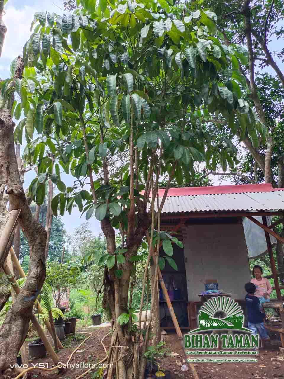 Jual Pohon Walisongo - Harga Pohon Pohon Walisongo » Bihan Taman